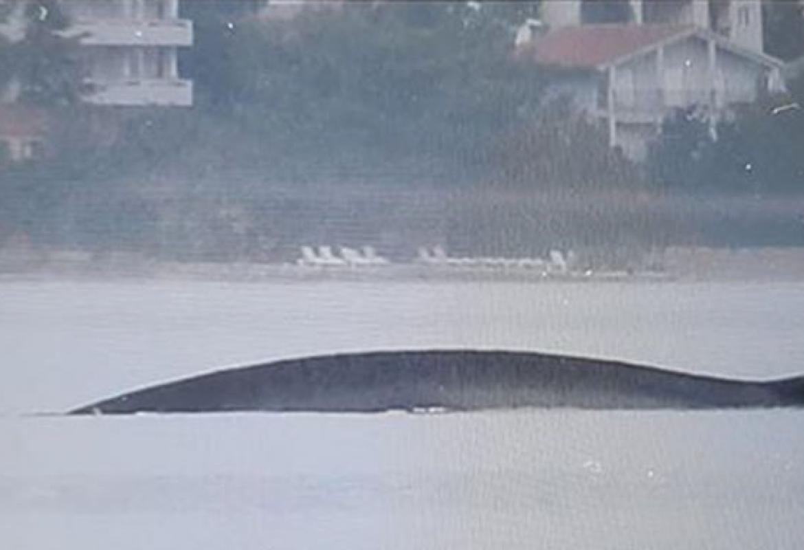 U Jadranskom moru snimljen kit duži od 15 metara (FOTO)